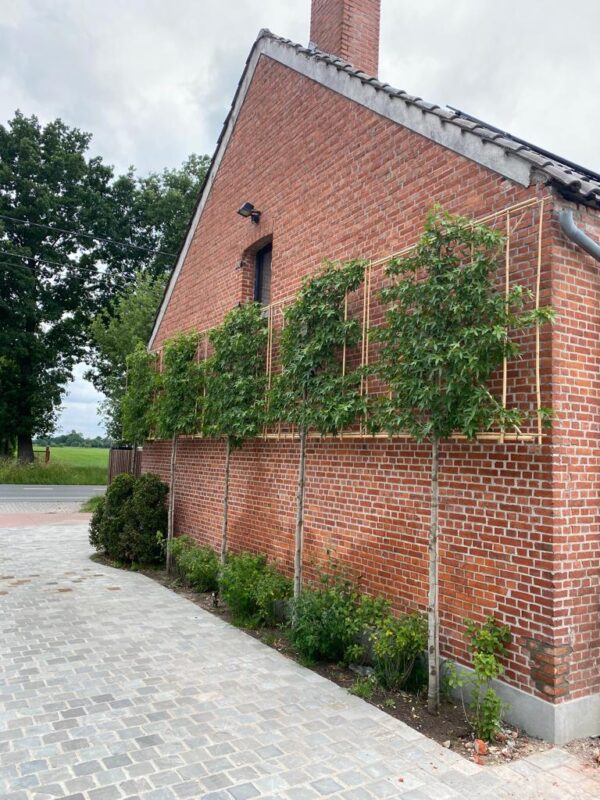 Kaleien | Ontdek de voor- en nadelen, werkwijze, kostprijs